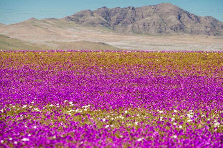 ≡ Champs de Fleurs : Top 10 des Plus Spectaculaires du Monde
