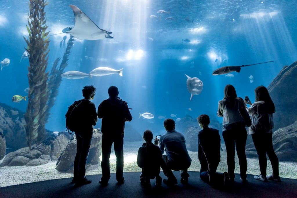Les Plus Grands et Beaux Aquariums du Monde : Classement 2025