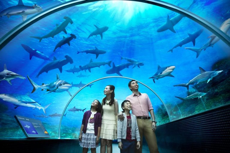 Les Plus Grands et Beaux Aquariums du Monde : Classement 2025