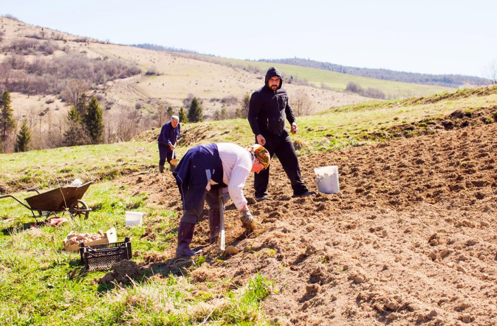 Woofing : Qu'est ce que le Wwoofing ? Conseils pour se Lancer